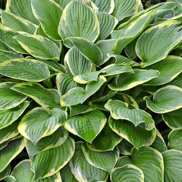Hostas Planting Guide – Easy To Grow Bulbs