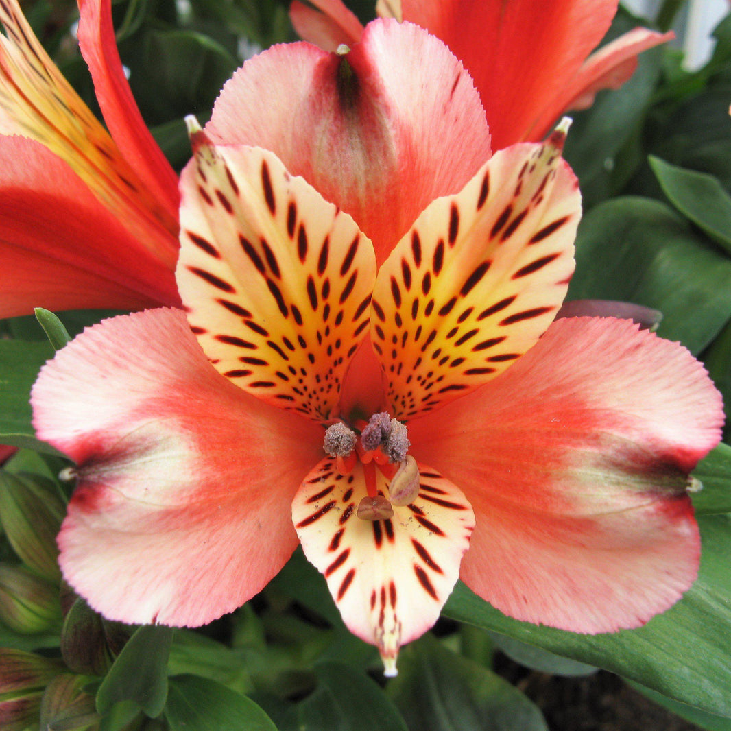 Alstroemeria Planting & Growing Guide – Easy To Grow Bulbs
