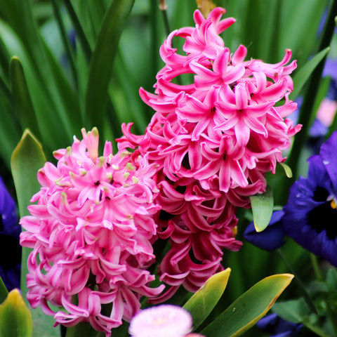 Hyacinth Bulbs Planting & Care Guide – Easy To Grow Bulbs