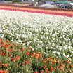 Tecolote Ranunculus White Bulbs For Sale | White Ranunculus – Easy To ...