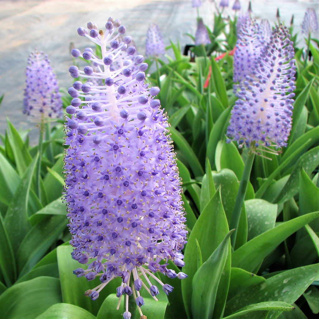 Scilla Planting Guide from Easy to Grow – Easy To Grow Bulbs