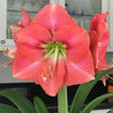 Rosy Pink Amaryllis Bulbs For Sale Online | Amaryllis Vera – Easy To ...