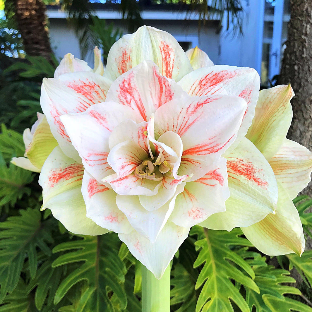 Amaryllis Bulbs for Sale – Easy To Grow Bulbs
