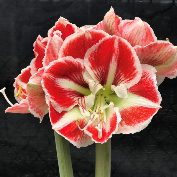 Red Big Bloom Amaryllis Bulbs For Sale | Amaryllis Samba – Easy To Grow ...