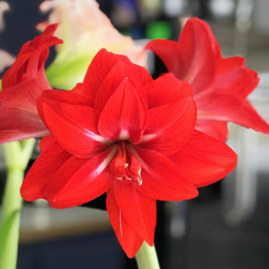 Red Double Bloom Amaryllis Bulbs For Sale | Red Peacock – Easy To Grow ...