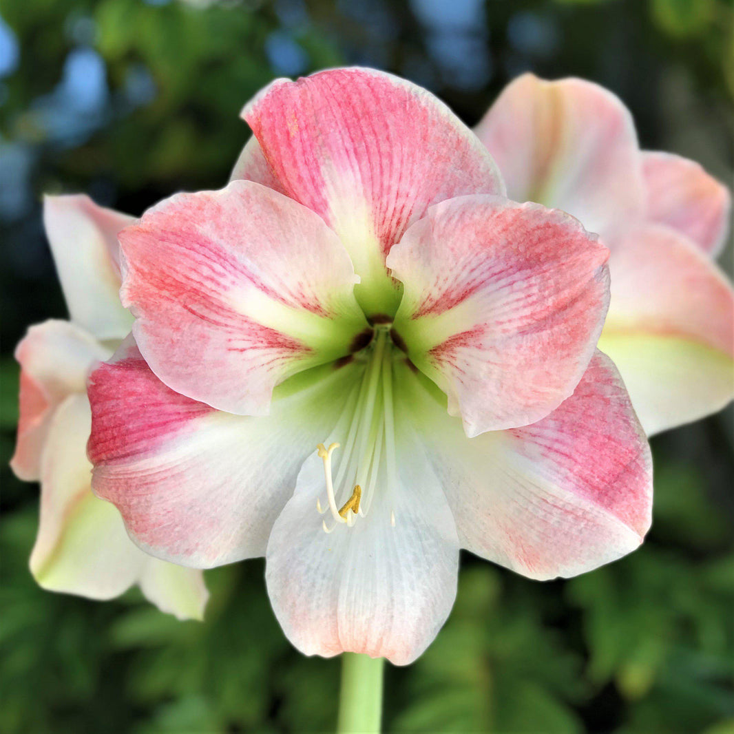 Amaryllis Bulbs for Sale Online | Easy to Grow™ – Easy To Grow Bulbs