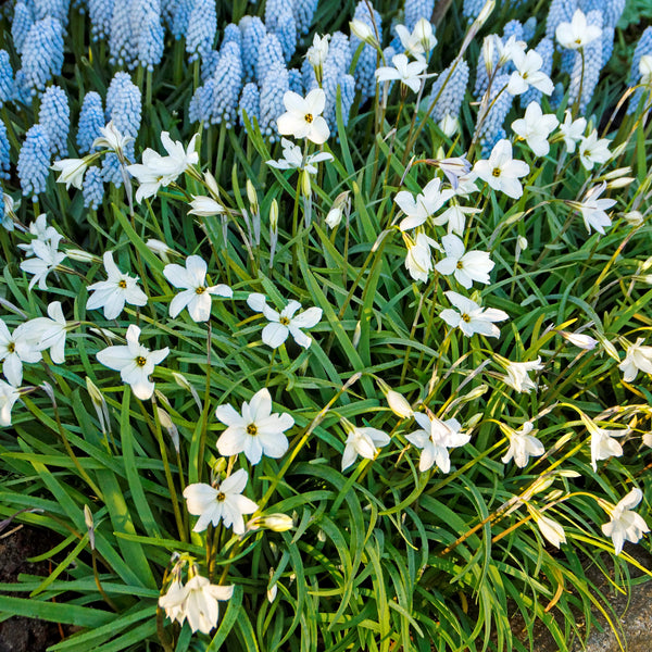 Large White Starflower Bulbs for Sale Online | Alberto Castillo – Easy ...