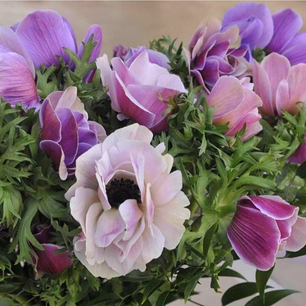 Get Italian Anemones Online - Easy to Grow Bulbs – Easy To Grow Bulbs