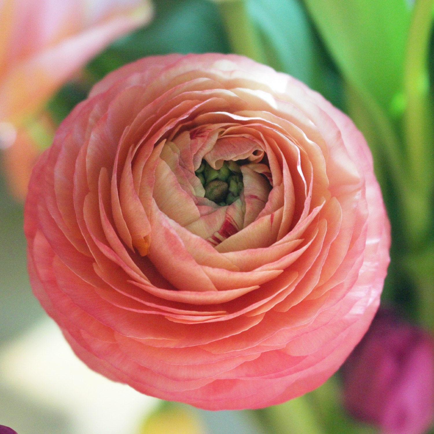 Peach Ranunculus
