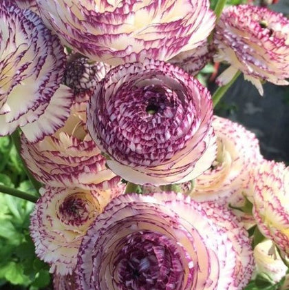 Italian Ranunculus Bulbs For Sale | Elegance Bianco Striato – Easy To ...