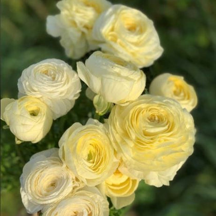 Creamy Italian Ranunculus Bulbs For Sale | Elegance Crema – Easy To ...
