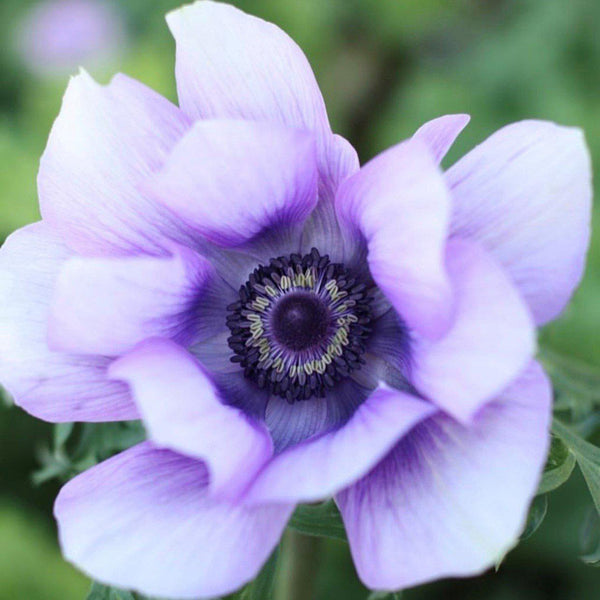 White Anemone Bulbs For Sale | Mistral Plus Bianco Centro Nero – Easy ...