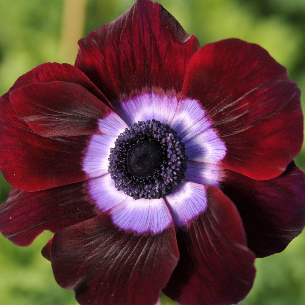 Wine-Red Italian Anemone Bulbs for Sale | Mistral Bordeaux – Easy To ...