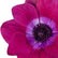 Italian Magenta Anemone Bulbs For Sale | Mistral Magenta – Easy To Grow ...
