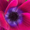 Italian Magenta Anemone Bulbs For Sale | Mistral Magenta – Easy To Grow ...
