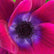 Italian Magenta Anemone Bulbs For Sale | Mistral Magenta – Easy To Grow ...