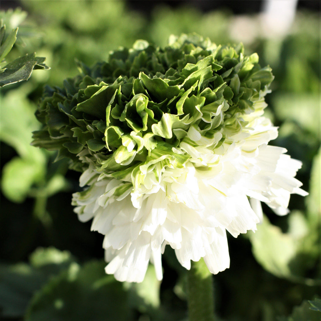 All Ranunculus – Easy To Grow Bulbs