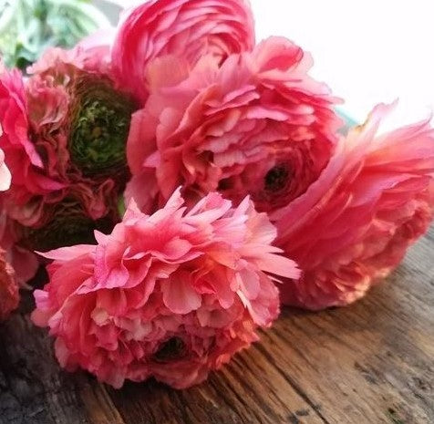 Buy Italian Ranunculus Online – Easy To Grow Bulbs