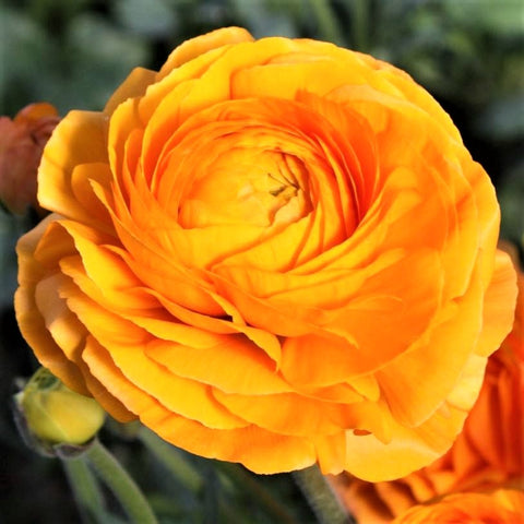 Buy Italian Ranunculus Online – Easy To Grow Bulbs
