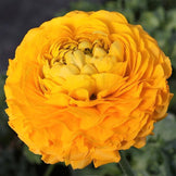 Golden Italian Ranunculus Bulbs for Sale | Elegance Giallo – Easy To ...