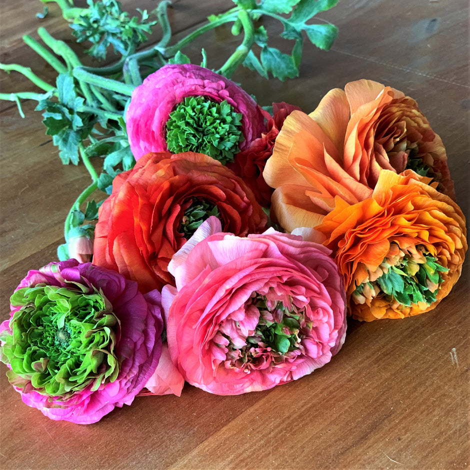 Buy Italian Ranunculus Online – Easy To Grow Bulbs