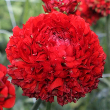 Red Italian Ranunculus Corms for Sale | Cloni Pon Pon 'Draco' – Easy To ...