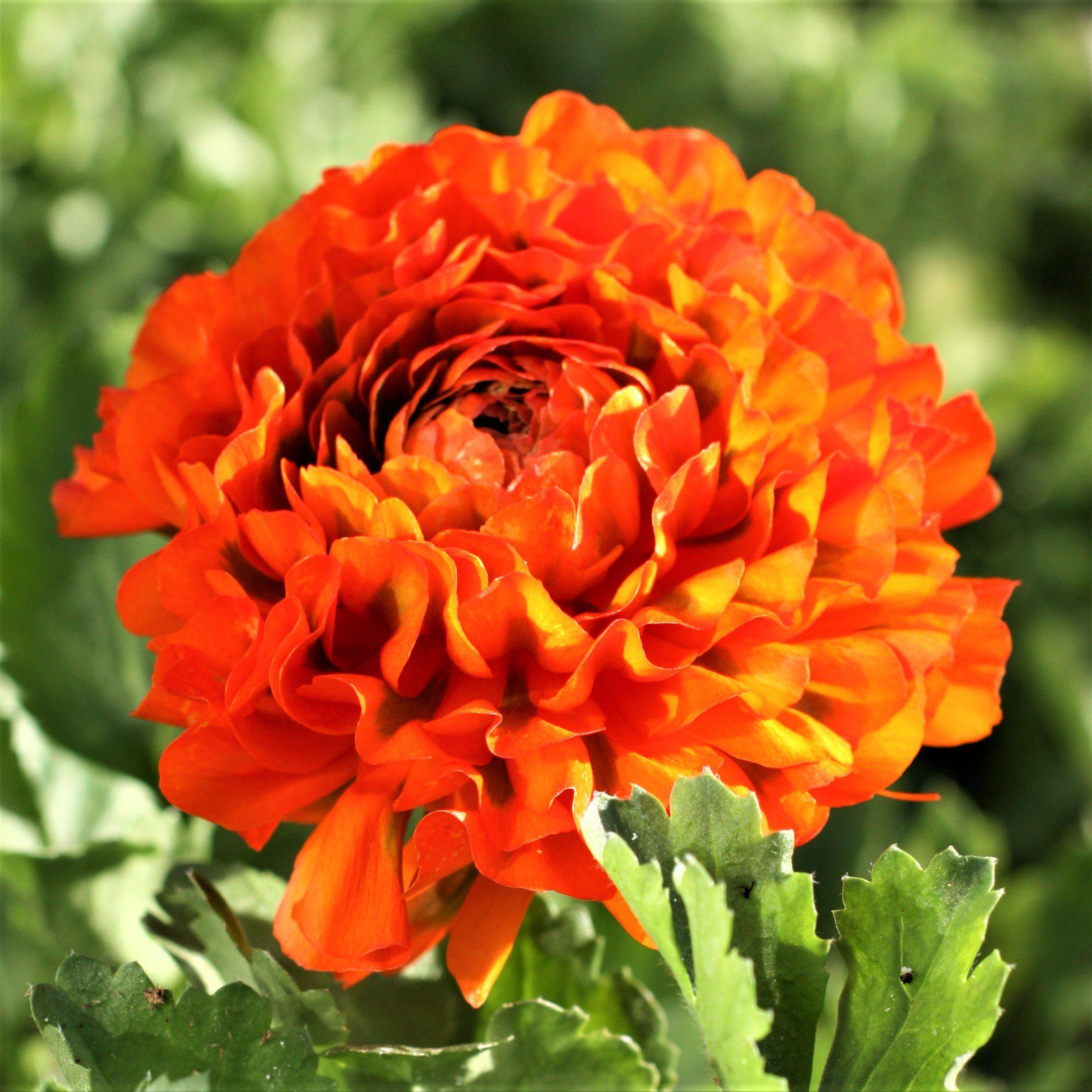 Buy Italian Ranunculus Online – Easy To Grow Bulbs