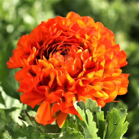 Buy Italian Ranunculus Online – Easy To Grow Bulbs