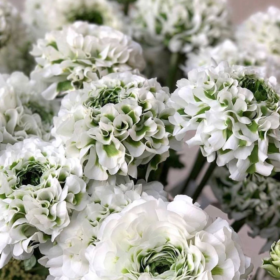 Easy to Grow | Italian Ranunculus Flower Bulbs for Spring Gardens ...