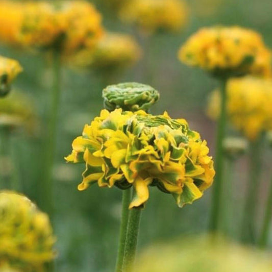 All Ranunculus – tagged "Color_Yellow" – Easy To Grow Bulbs