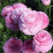 Pink Italian Ranunculus Bulbs for Sale | Elegance Rose Chiaro – Easy To ...