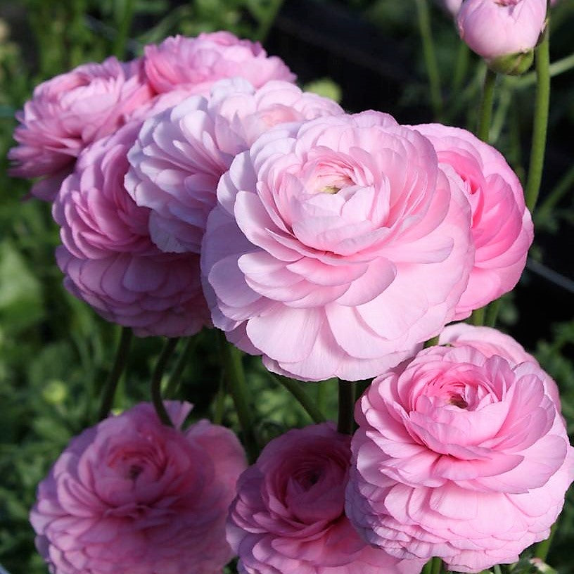 Buy Italian Ranunculus Online – Easy To Grow Bulbs
