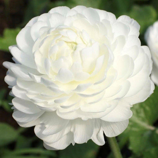 Buy Italian Ranunculus Online – Easy To Grow Bulbs