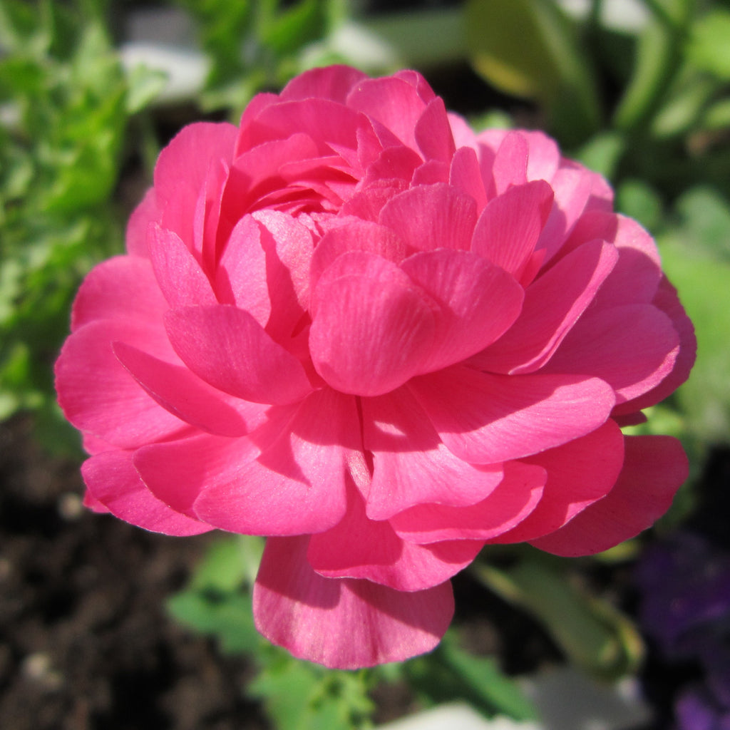 Light Pink Italian Ranunculus Bulbs for Sale | Elegance Rosa – Easy To ...