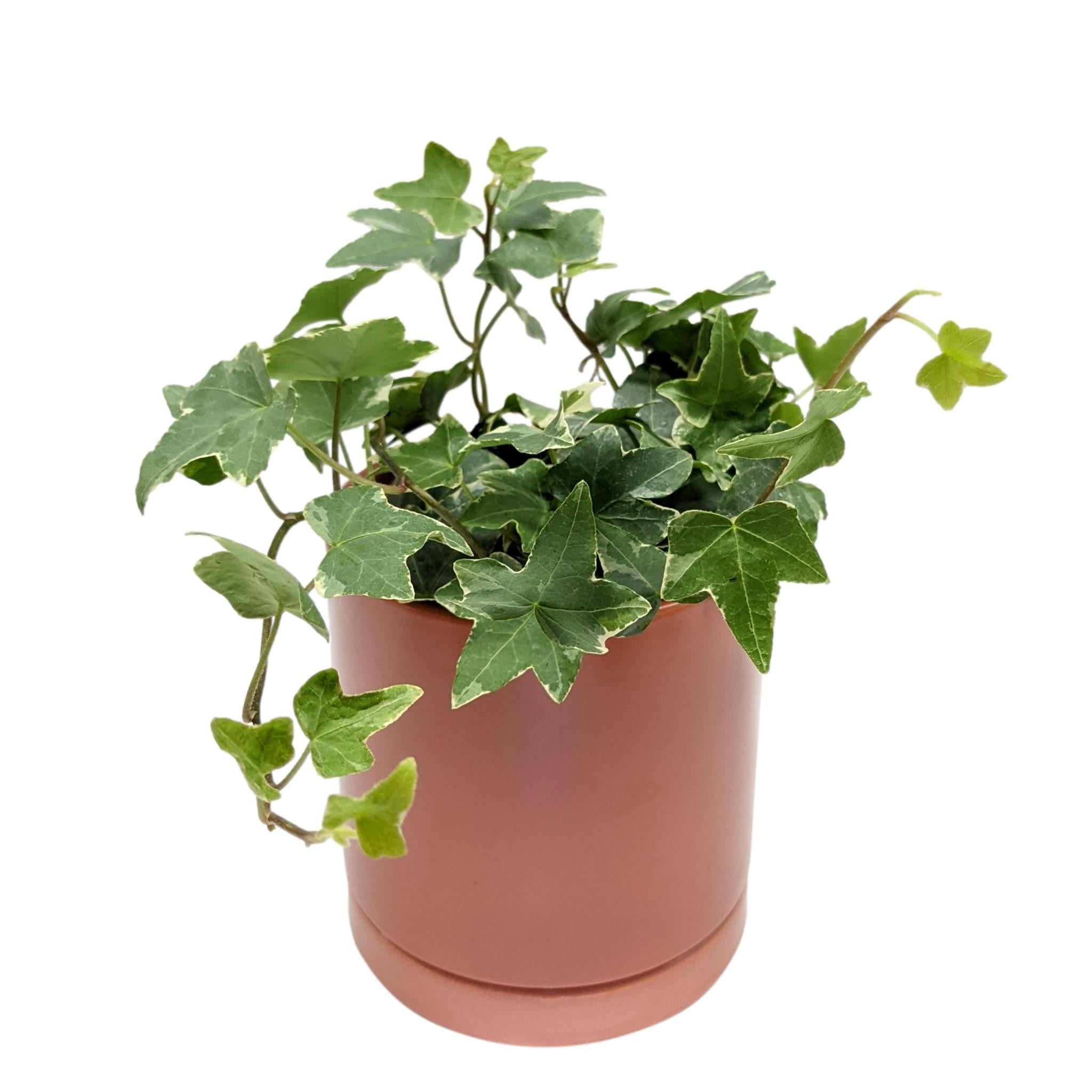 Houseplants for Sale | English Ivy (Variegated) – Easy To Grow Bulbs