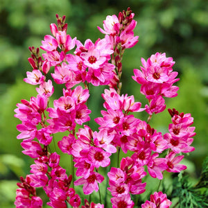Ixia Planting Guide – Easy To Grow Bulbs
