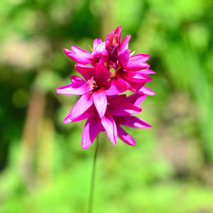 Ixia Planting Guide – Easy To Grow Bulbs