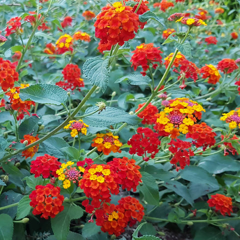 Lantana – Easy To Grow Bulbs