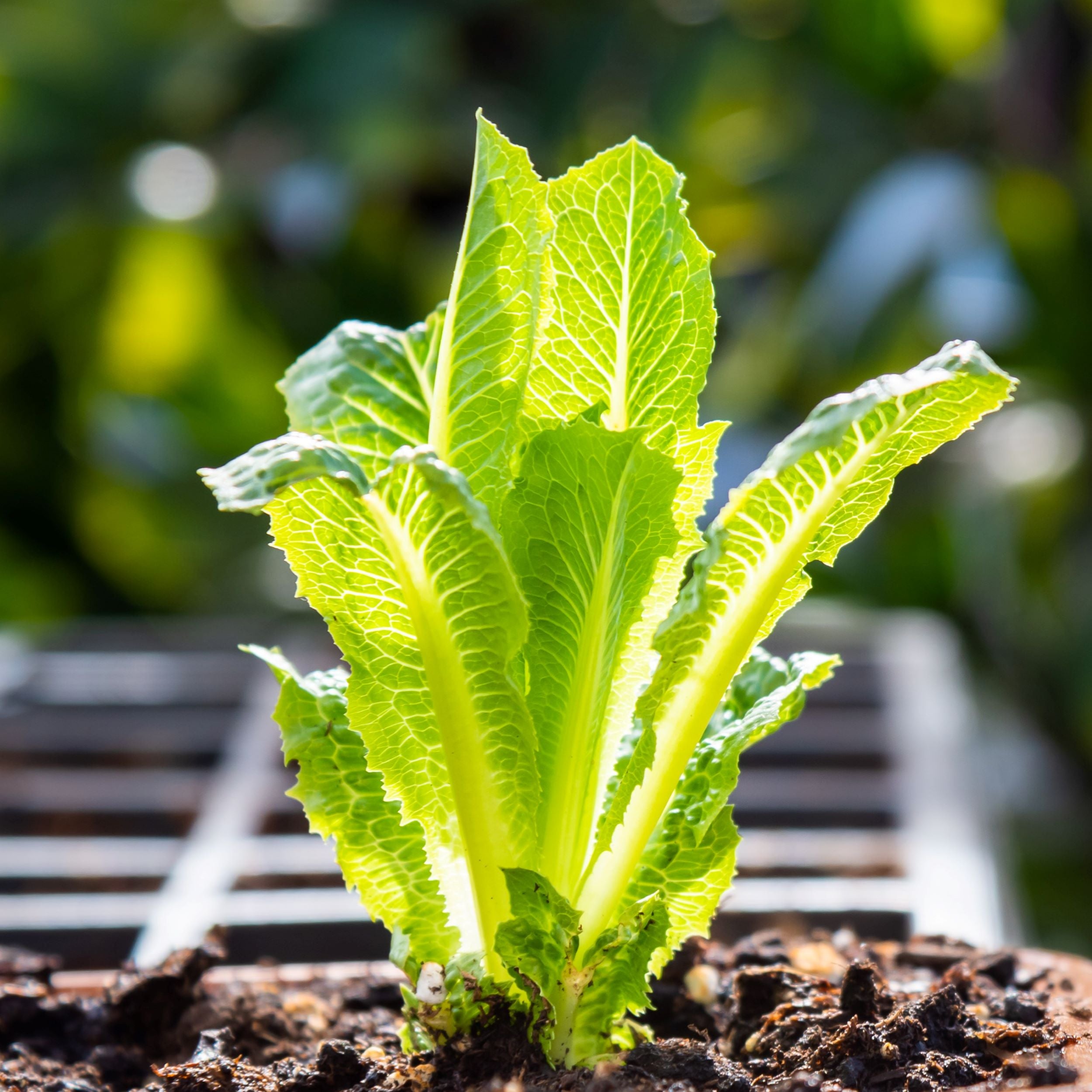 Romaine Lettuce Plant
