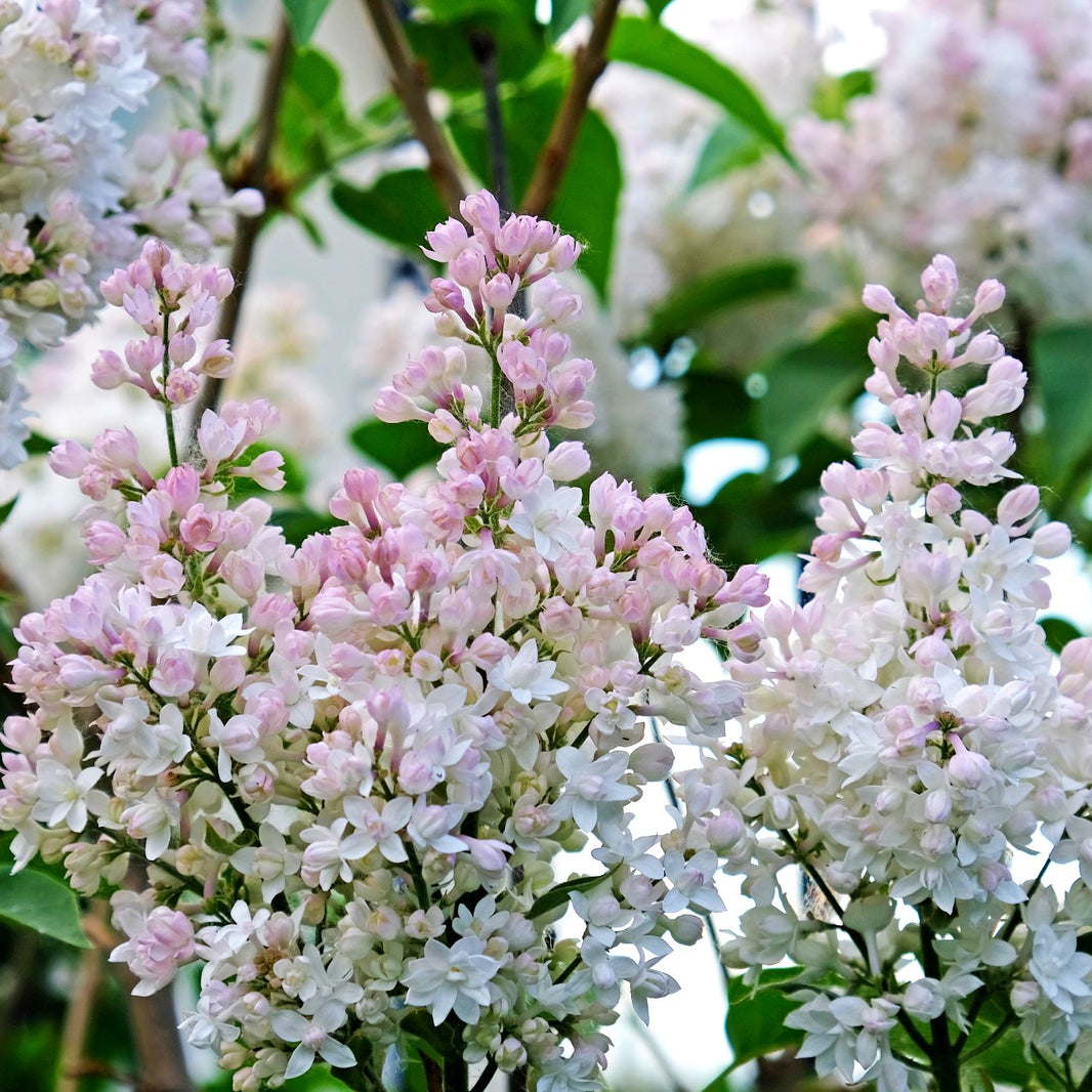Lilac (Syringa) – Easy To Grow Bulbs