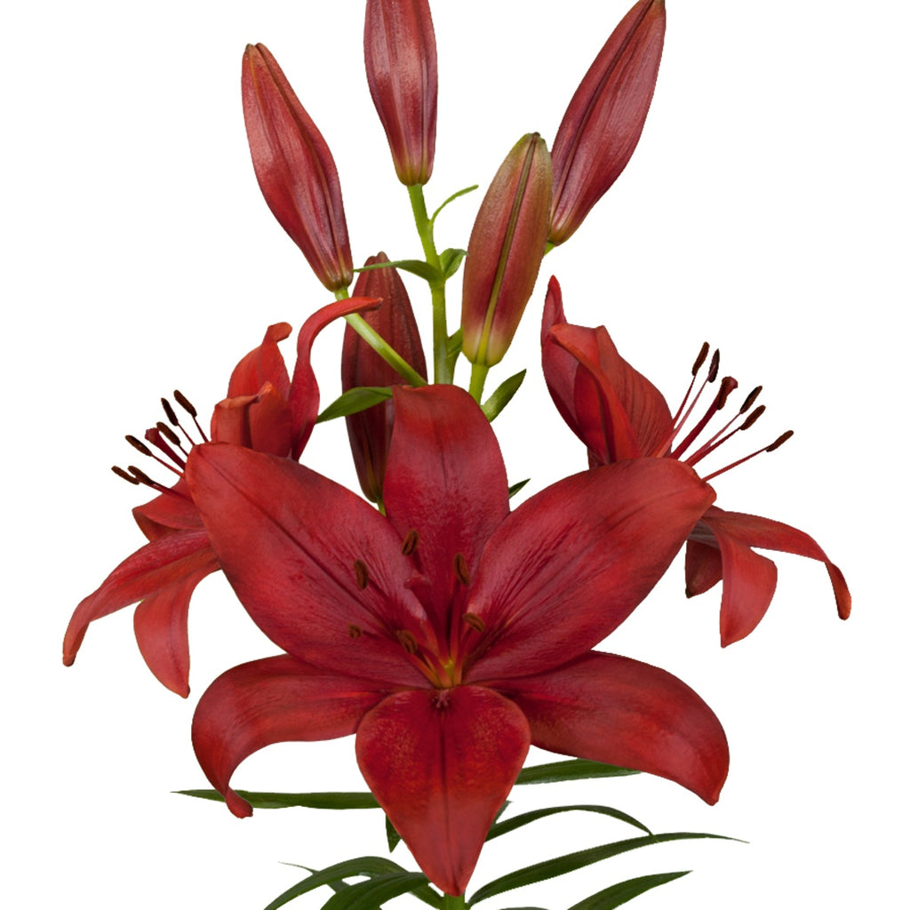 Red Asiatic Lily LA Hybrid Bulbs for Sale Online | Corleone – Easy To ...