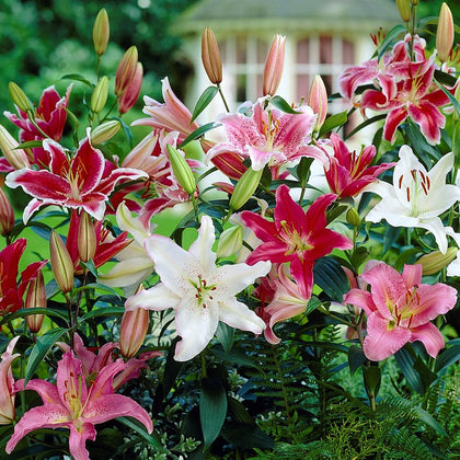 Mixed Color Oriental Lily Bulbs for Sale Online | Fragrant Mix – Easy ...
