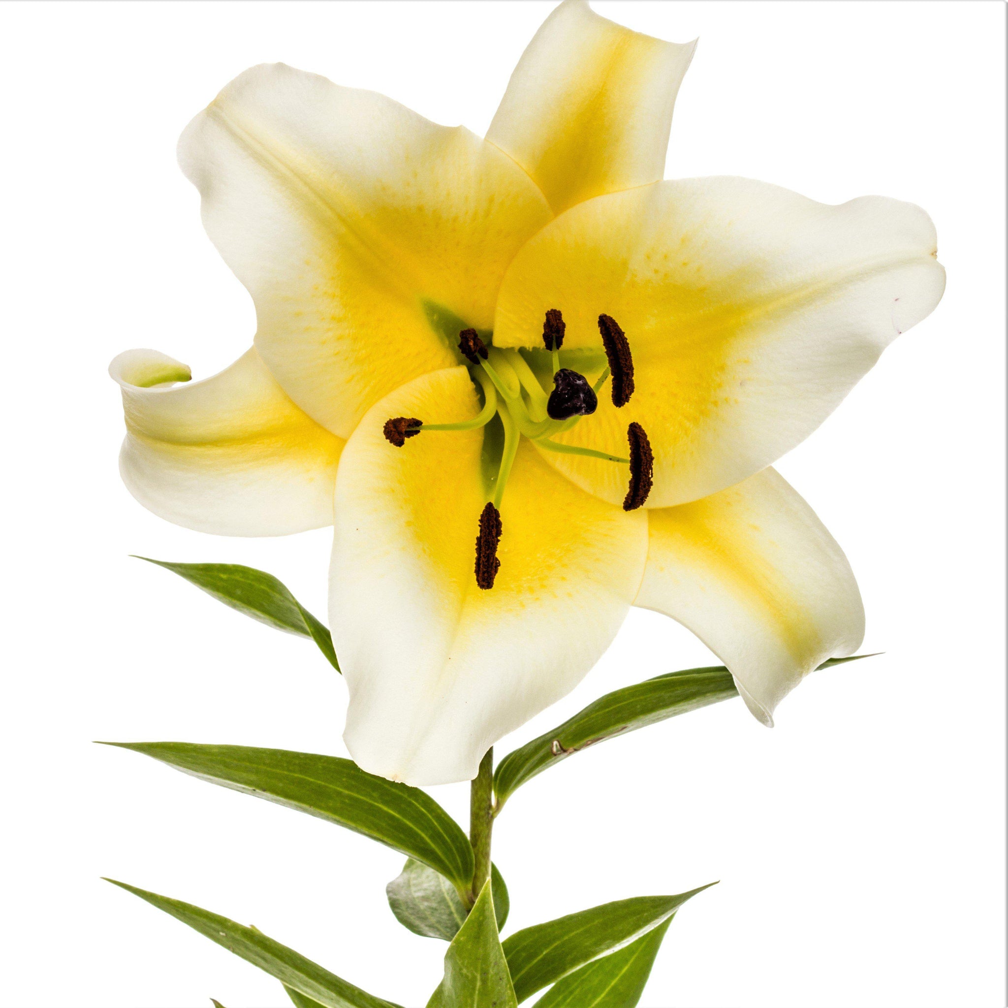 Lilium - Orienpet Lily Conca D'Or – Easy To Grow Bulbs