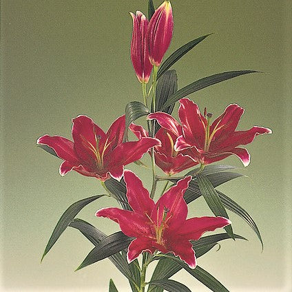 Fragrant Red Oriental Lily Bulbs for Sale Online | Rio Negro – Easy To ...