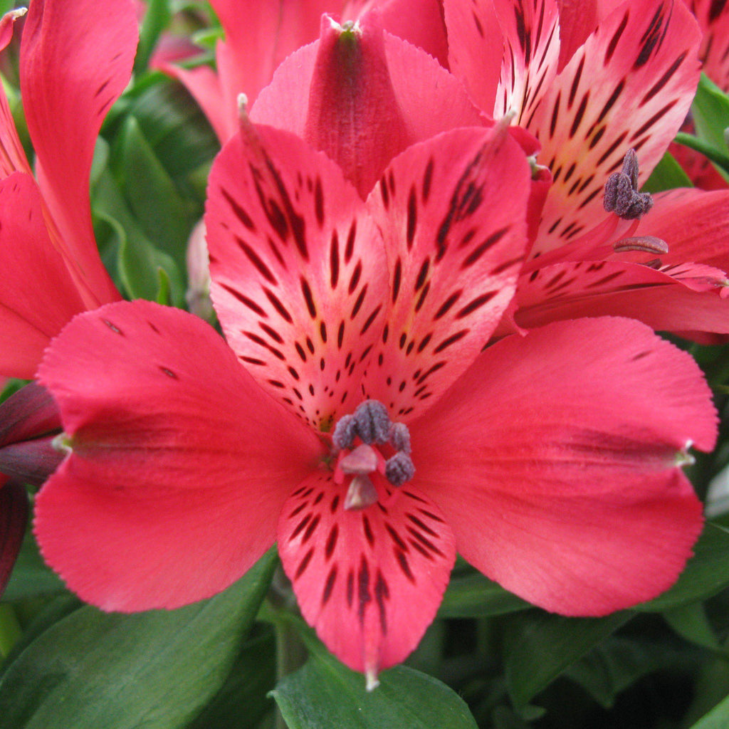 Pink Peruvian Lilies