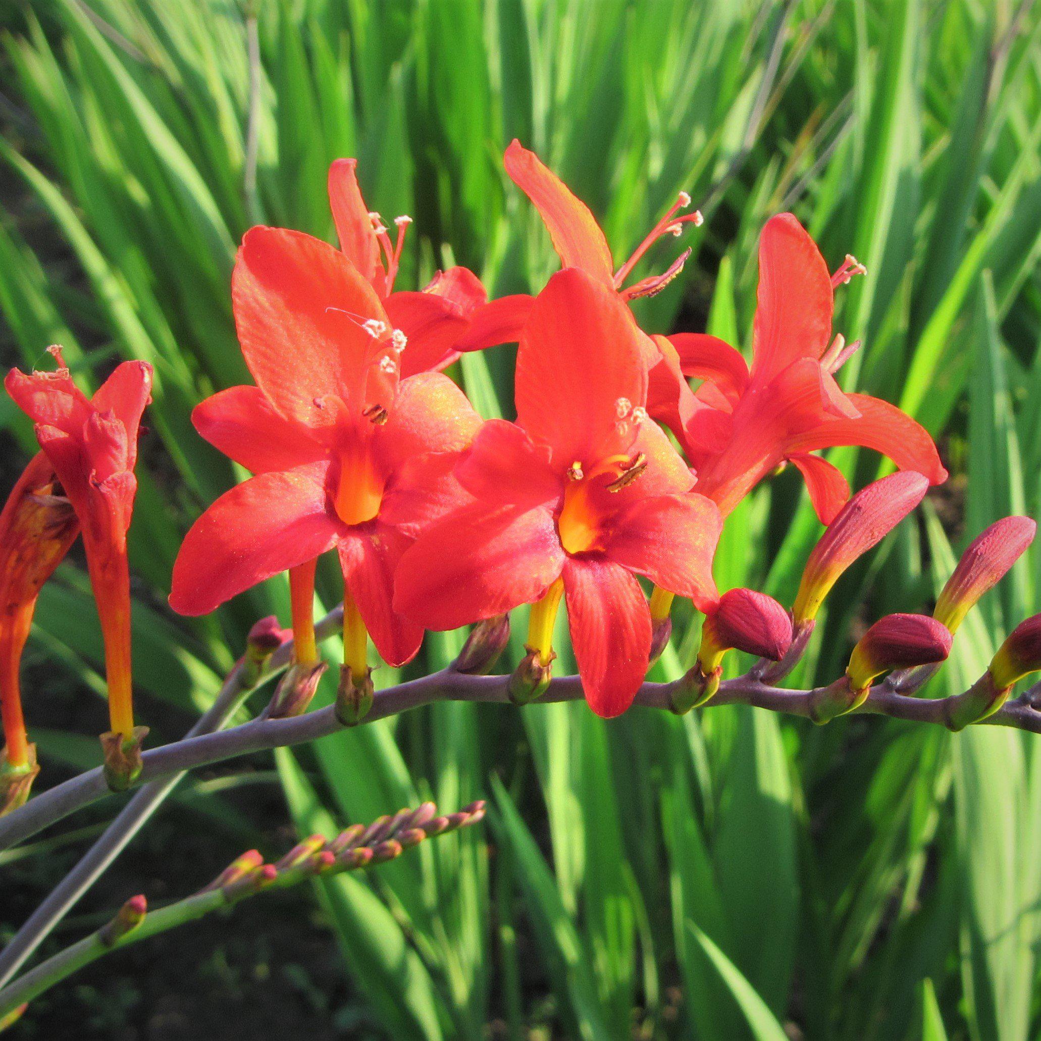 Red Crocosmia Bulbs