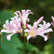 Pink Spider Lily Bulbs For Sale | Lycoris Pink – Squamigera – Easy To ...
