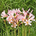 Pink Spider Lily Bulbs For Sale | Lycoris Pink – Squamigera – Easy To ...