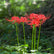 Red Spider Lily Bulbs For Sale | Lycoris Red - Radiata – Easy To Grow Bulbs
