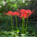 Red Spider Lily Bulbs For Sale | Lycoris Red - Radiata – Easy To Grow Bulbs